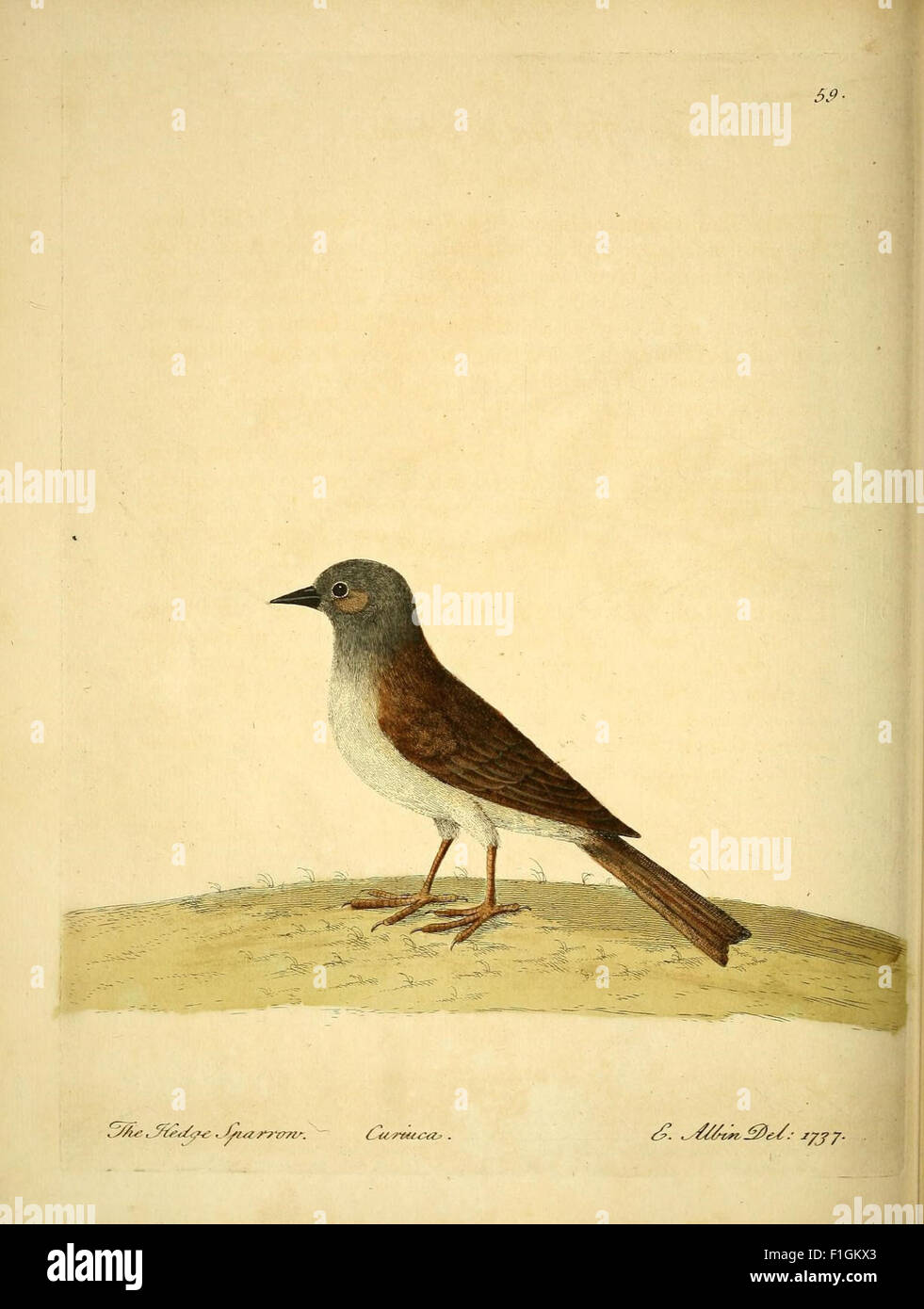 A natural history of birds Stock Photo - Alamy