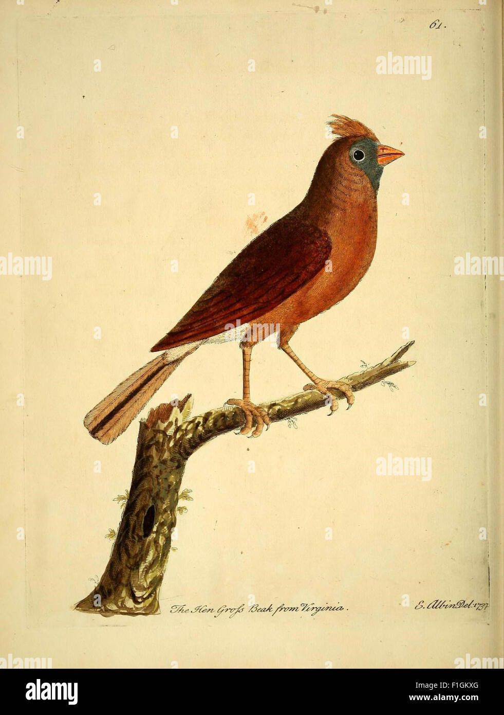 *A Natural History of Birds* explores the classification, habits, and ...