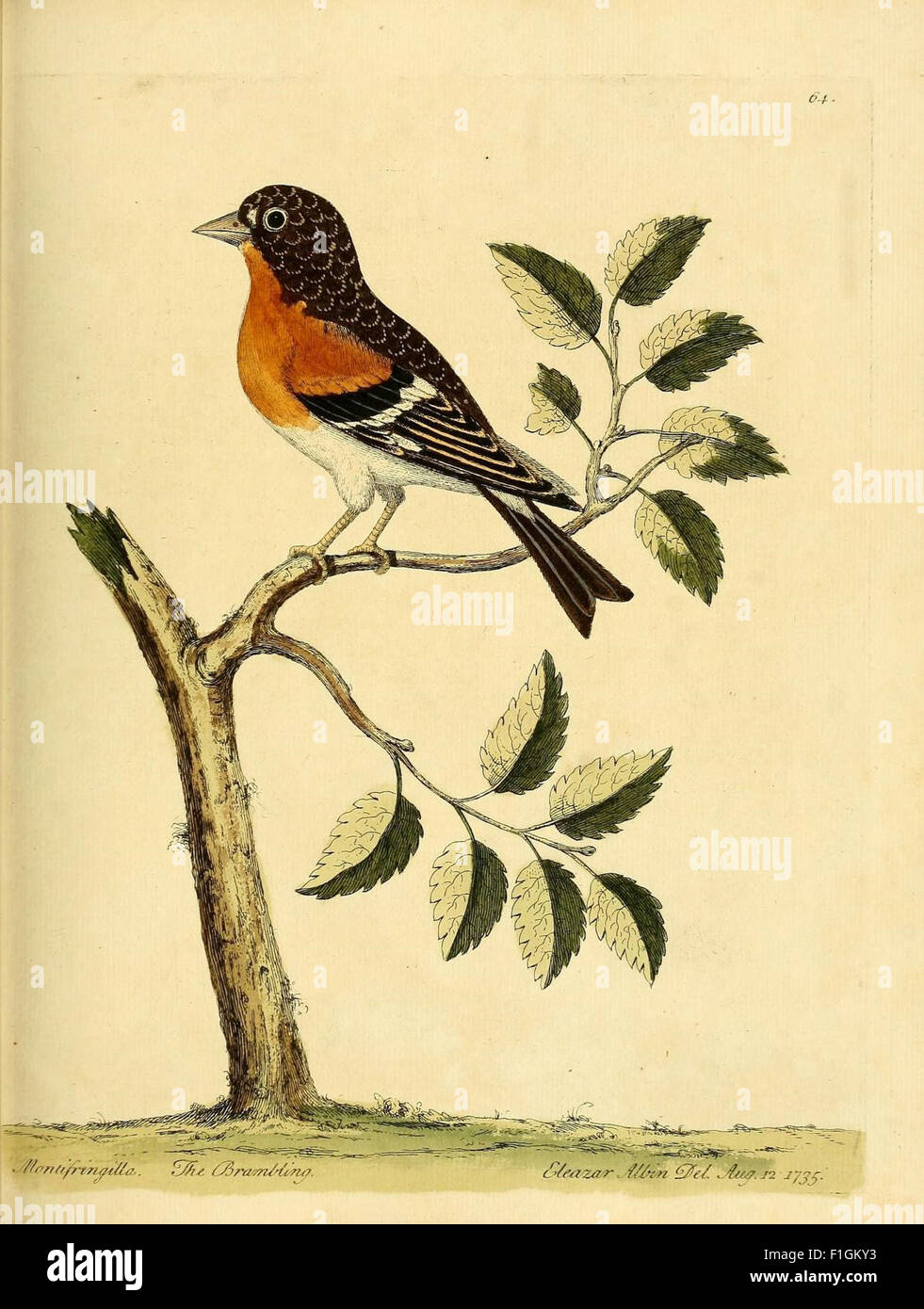 This historical book provides a comprehensive study of birds, featuring ...