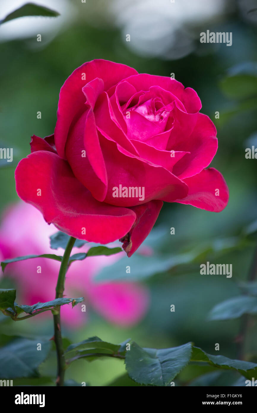 red rose flower in a garden Stock Photo - Alamy