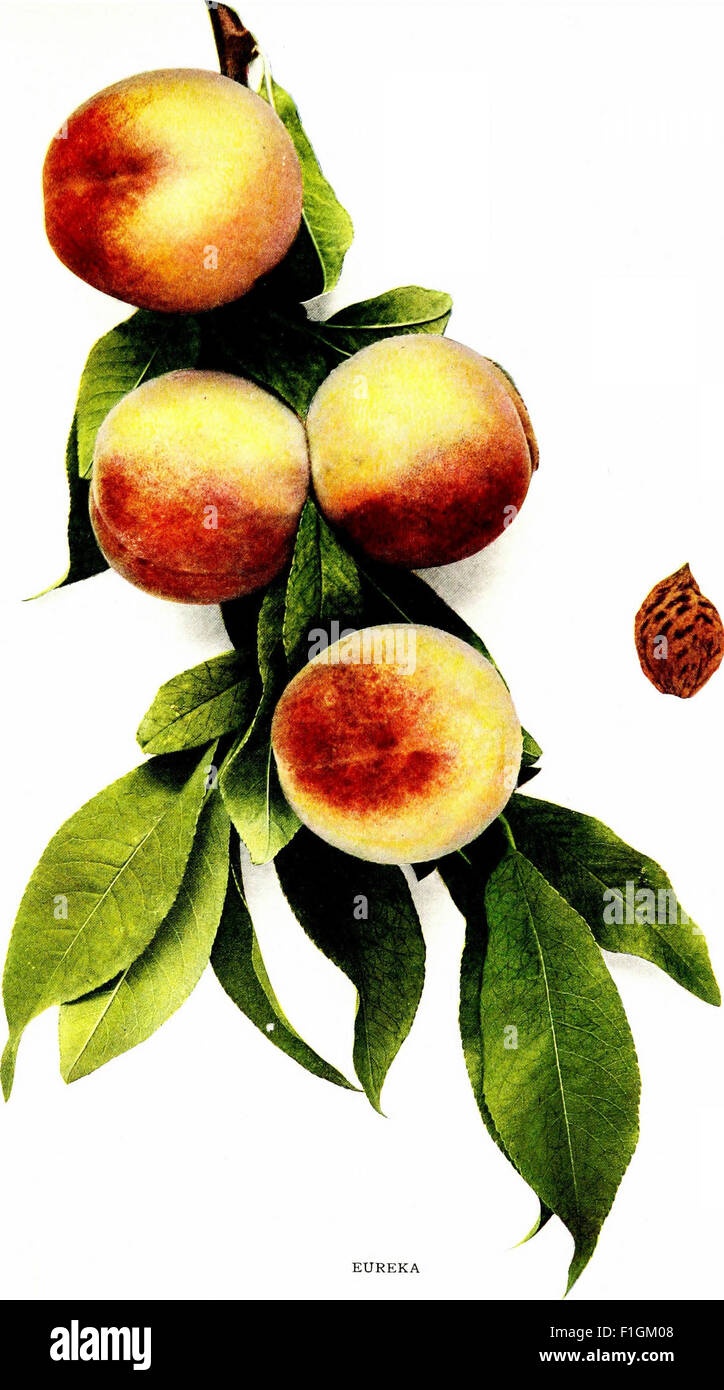*The Peaches of New York* (1917) is a comprehensive guide to peach ...