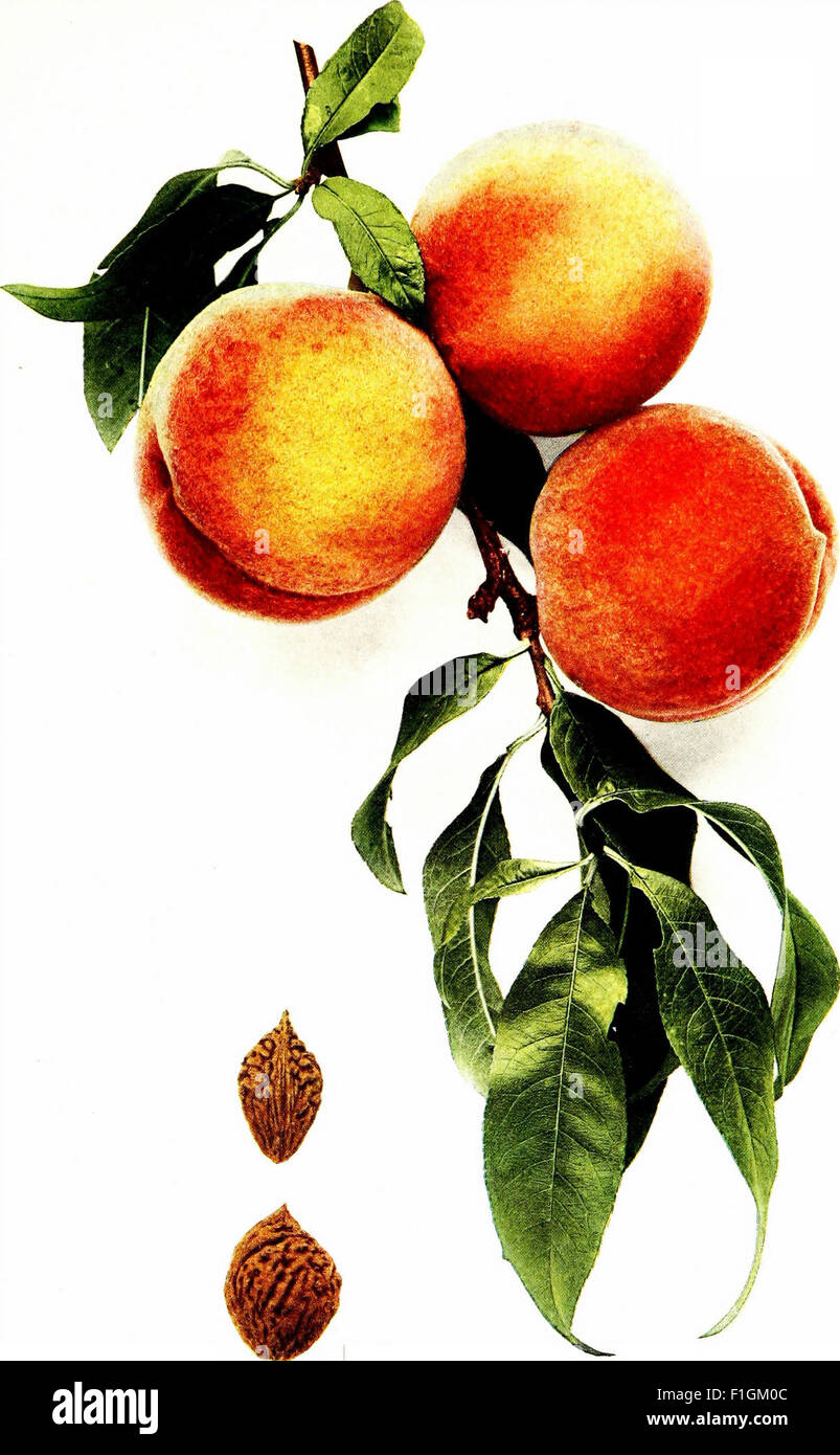 A 1917 guide dedicated to the cultivation and varieties of peaches in ...