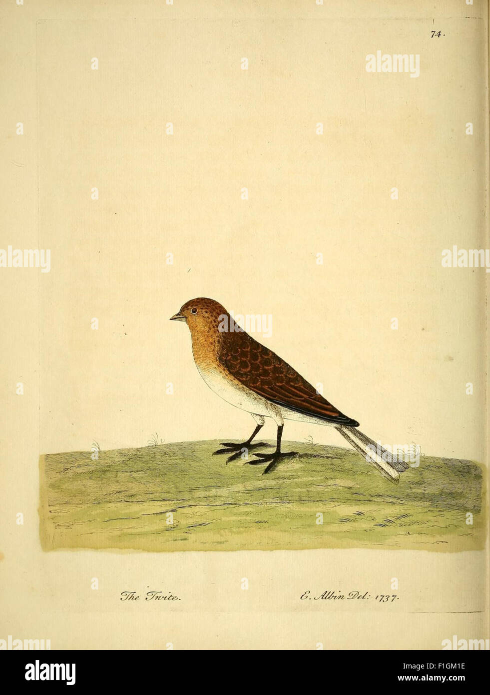 This 18th-century natural history book offers a detailed account of ...