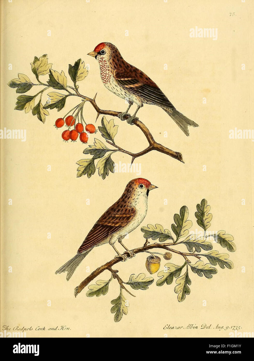This historical work provides a comprehensive account of bird species ...