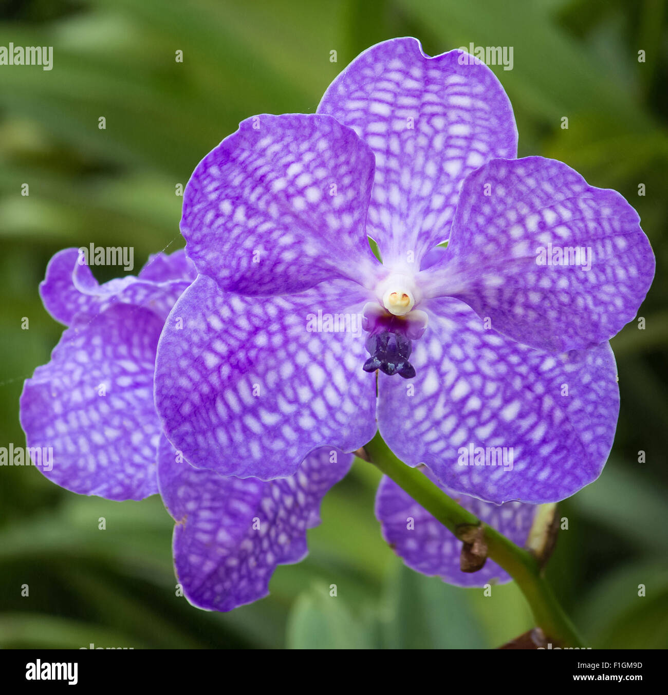 blue vanda orchid flower Stock Photo - Alamy