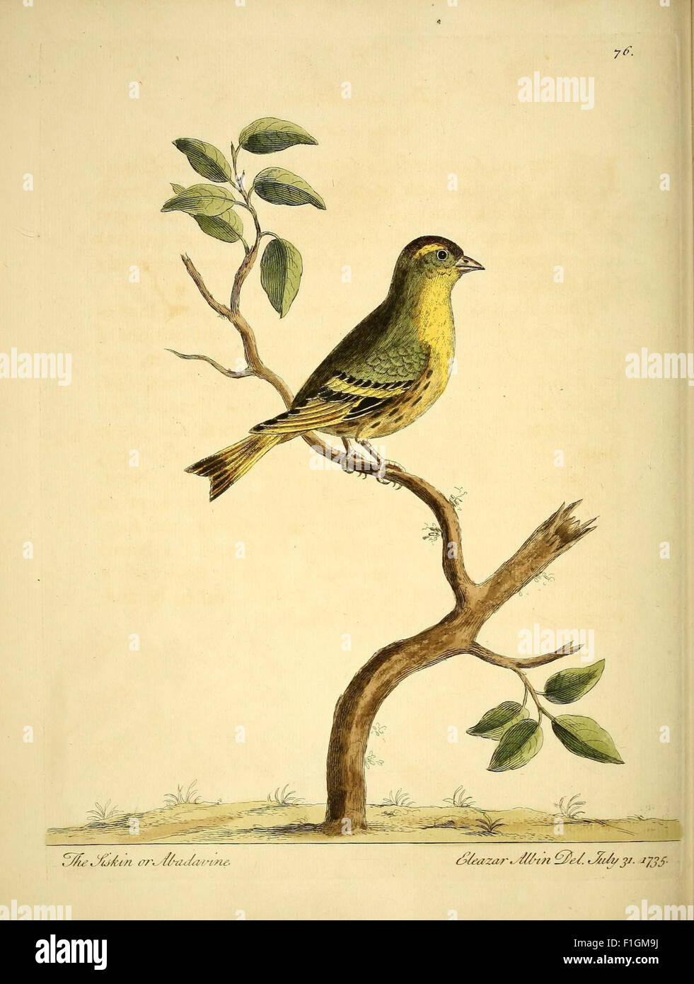 *A Natural History of Birds* is a historical work featuring detailed ...