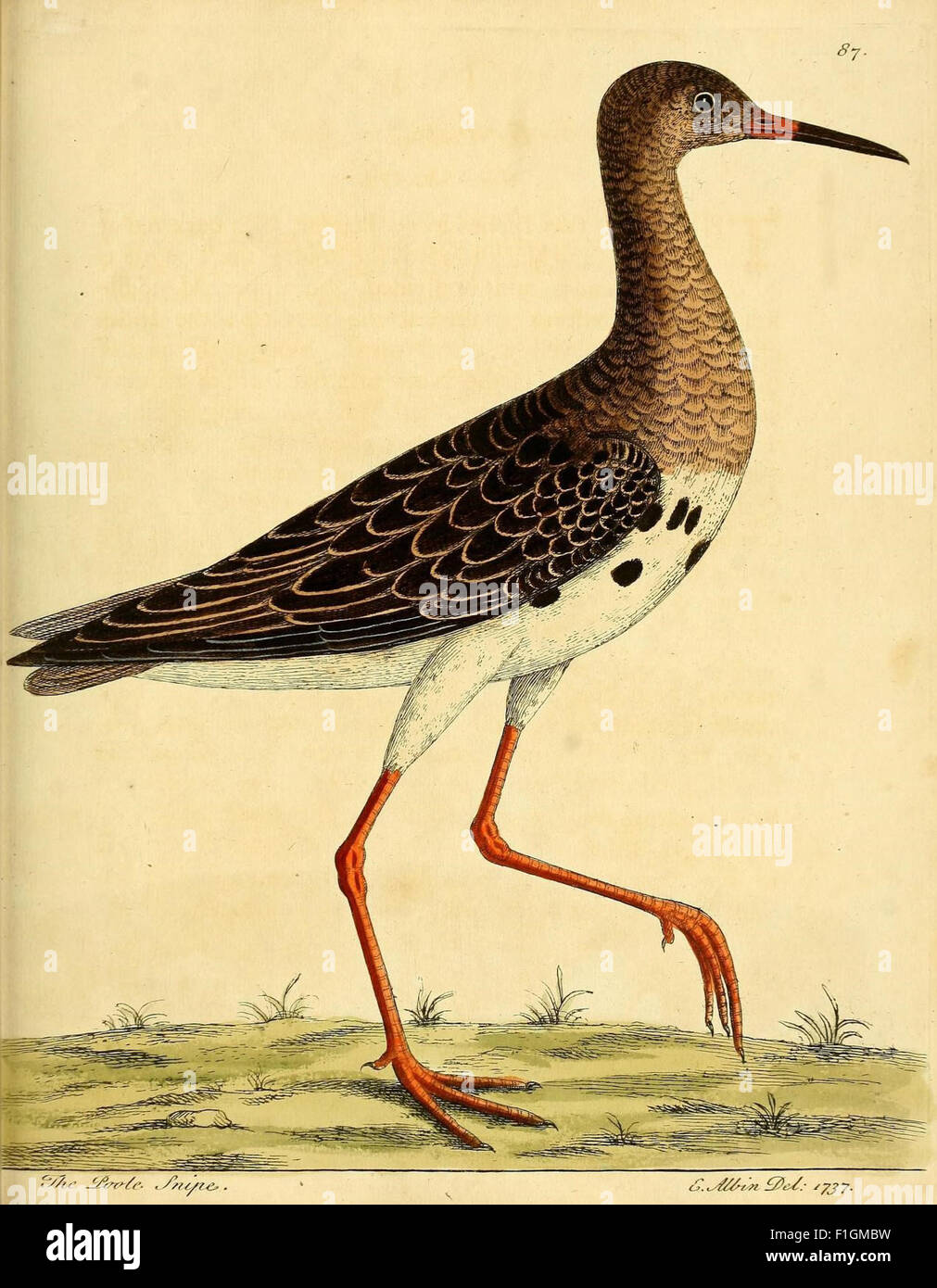 This early work on ornithology provides a comprehensive overview of ...
