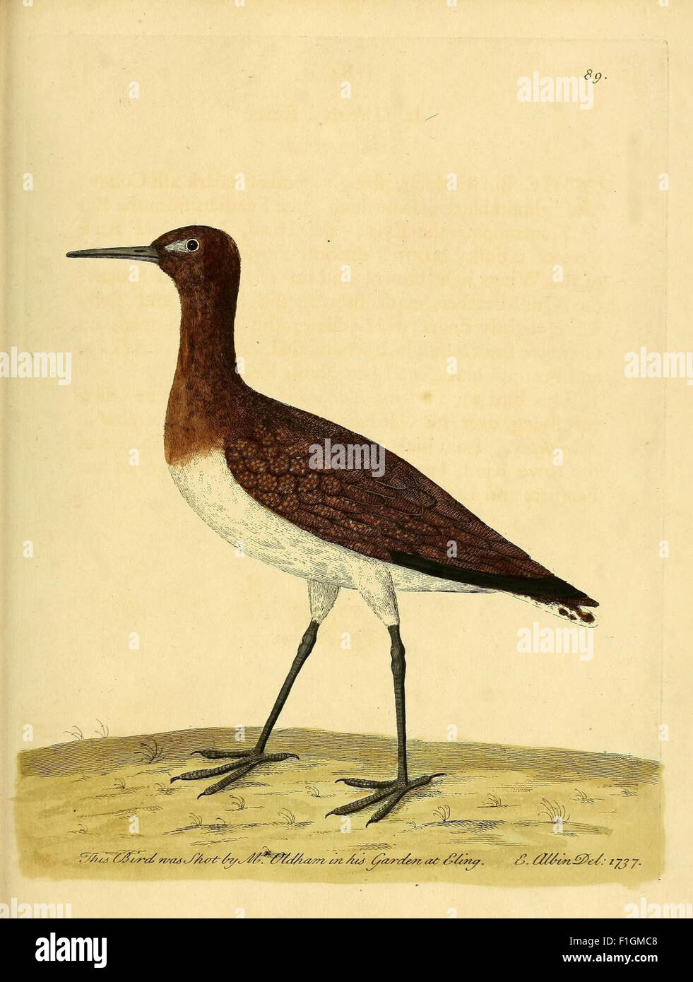 *A natural history of birds* is a historical work from the early 1800s ...