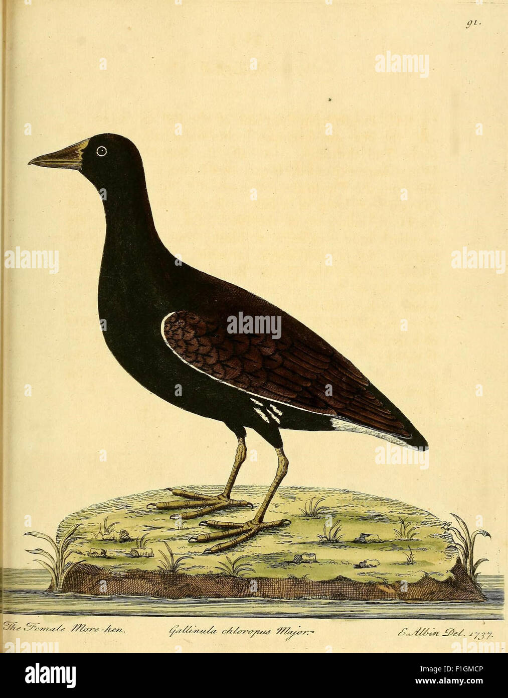 'A Natural History of Birds' provides an in-depth exploration of avian ...