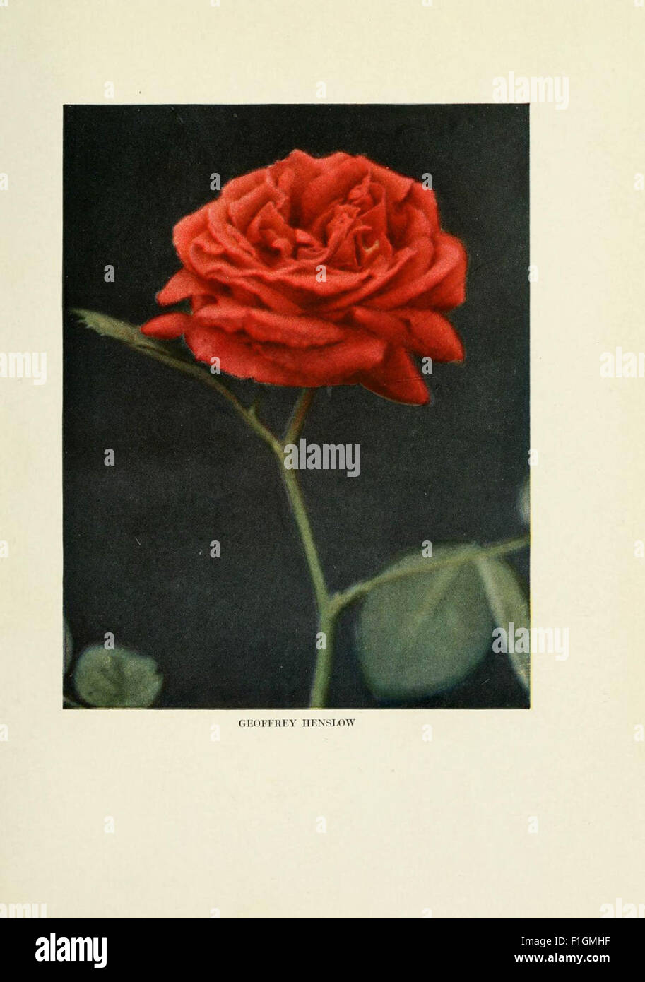 This practical guide offers detailed instructions on cultivating roses ...