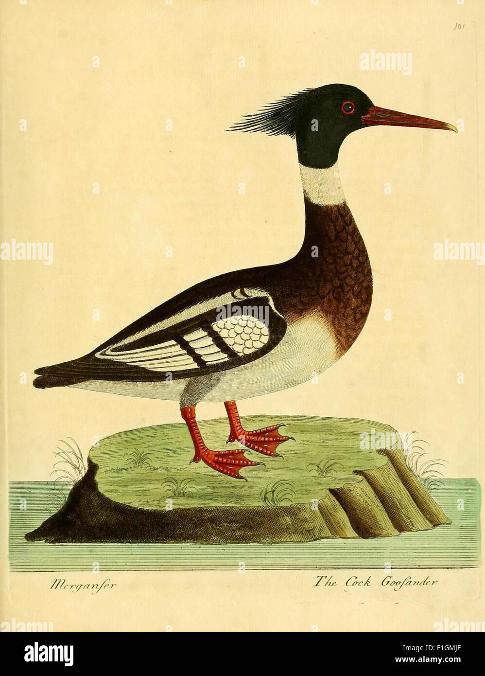 *A Natural History of Birds* is an early work, published before 1800 ...