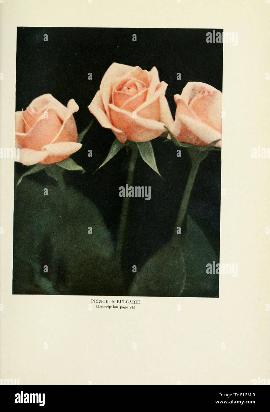 This vintage guide offers practical advice on cultivating roses in the ...