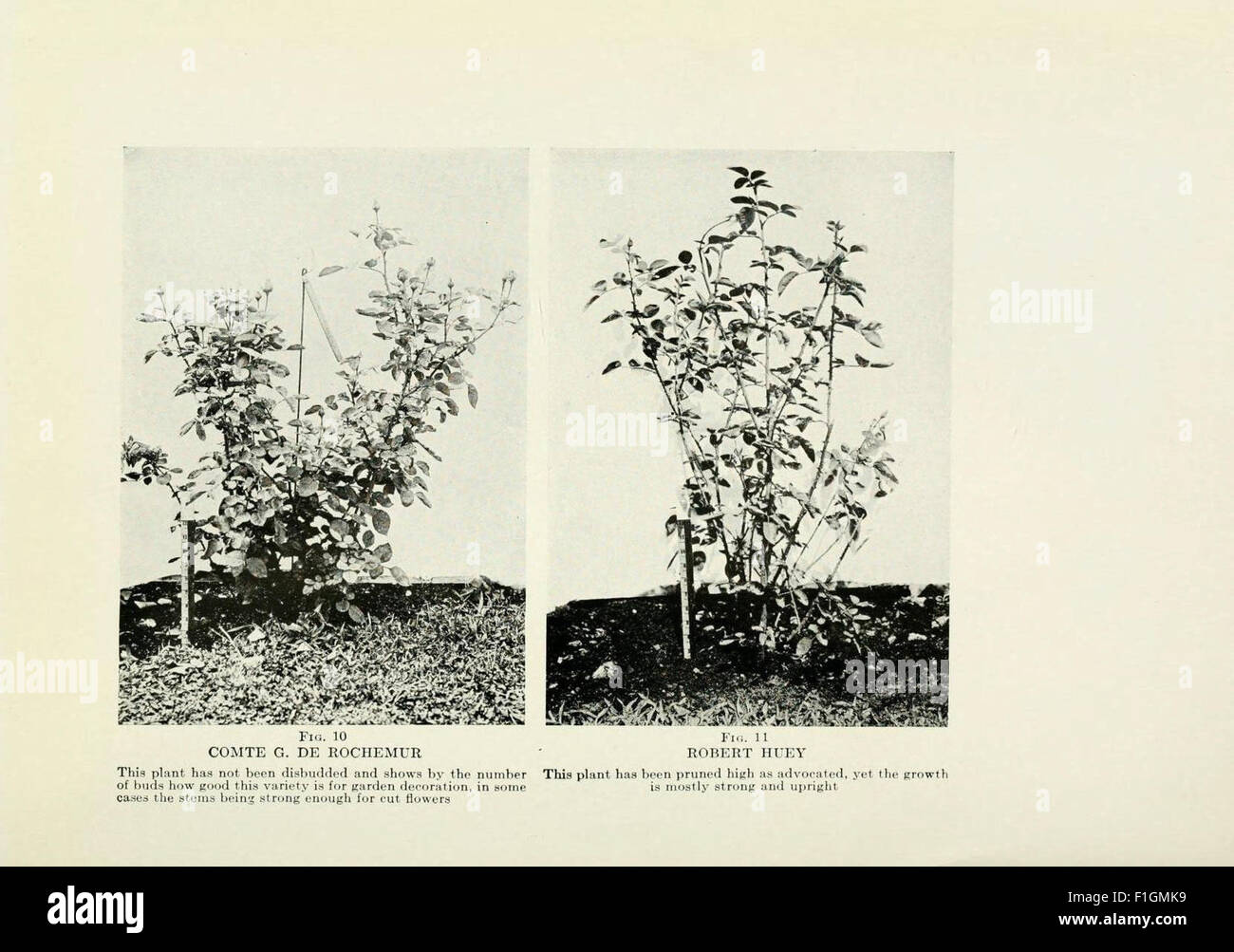 'The Practical Book of Outdoor Rose Growing for the Home Garden ...