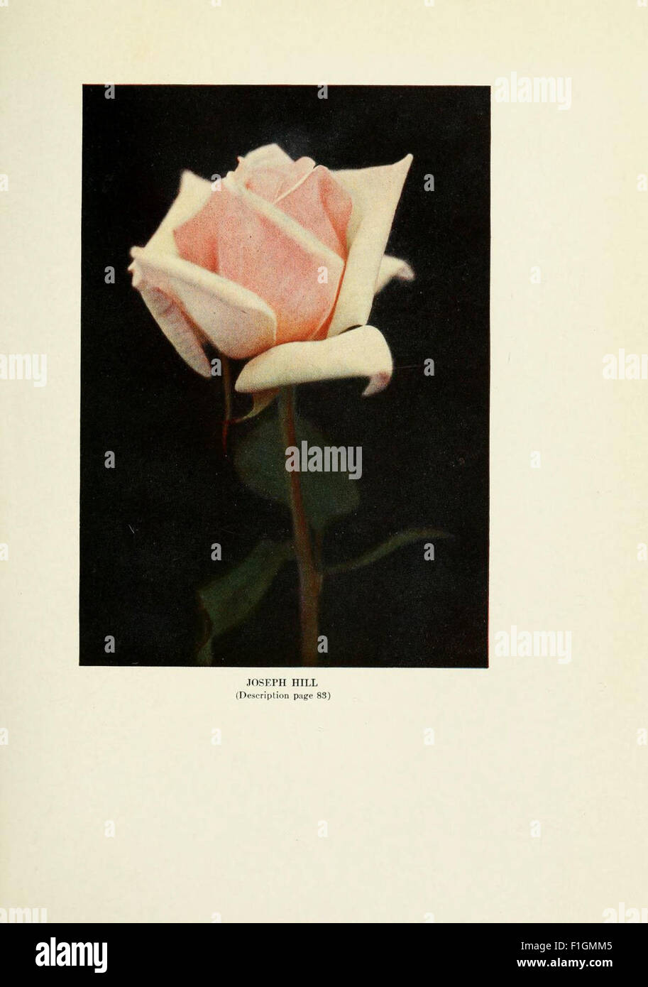 This guide focuses on the cultivation and care of roses in a home ...