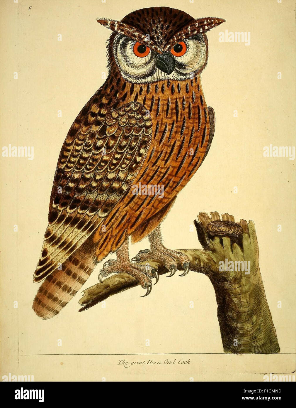 A natural history of birds (Numb. IX Stock Photo - Alamy