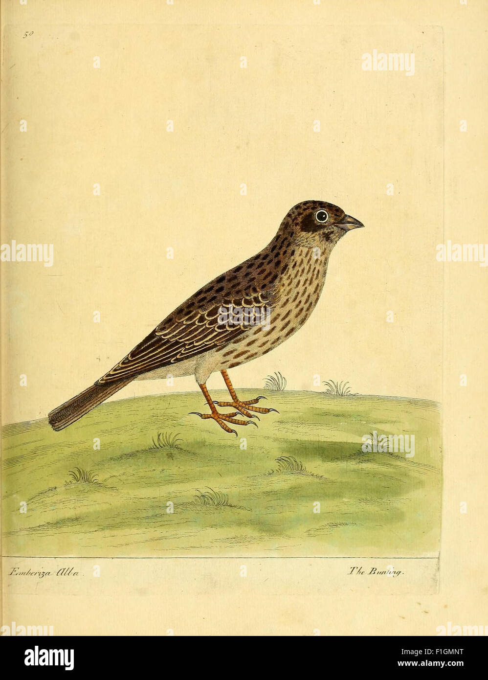 An early work illustrating bird species from *A Natural History of ...