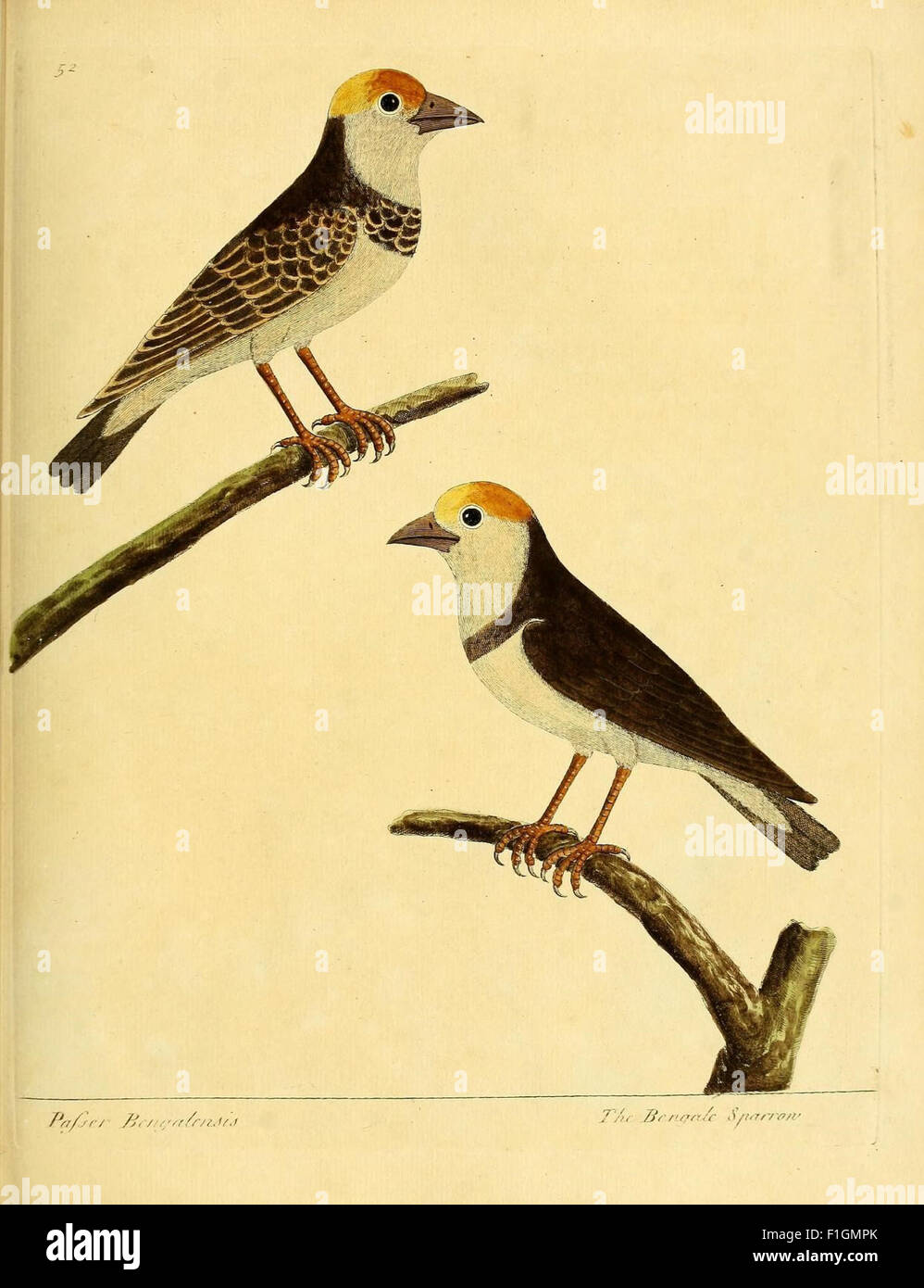 A natural history of birds (Numb. LII Stock Photo - Alamy