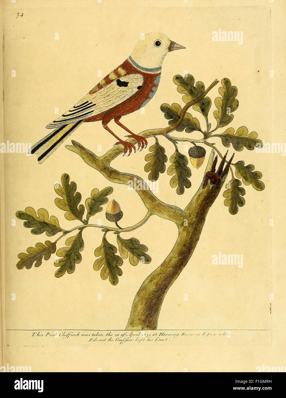An illustration from 'A Natural History of Birds', focusing on avian ...
