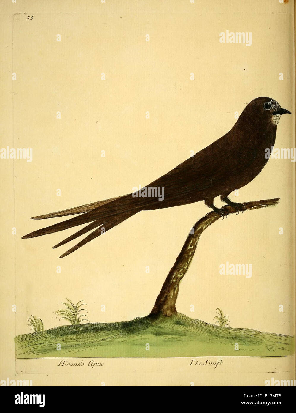 'A Natural History of Birds (Numb. LV)' is a volume from a bird-focused ...