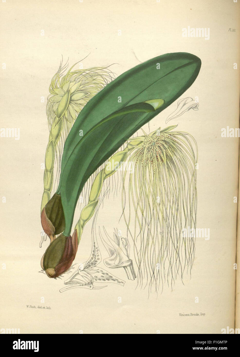This work explores the diverse species of orchids, with illustrations ...