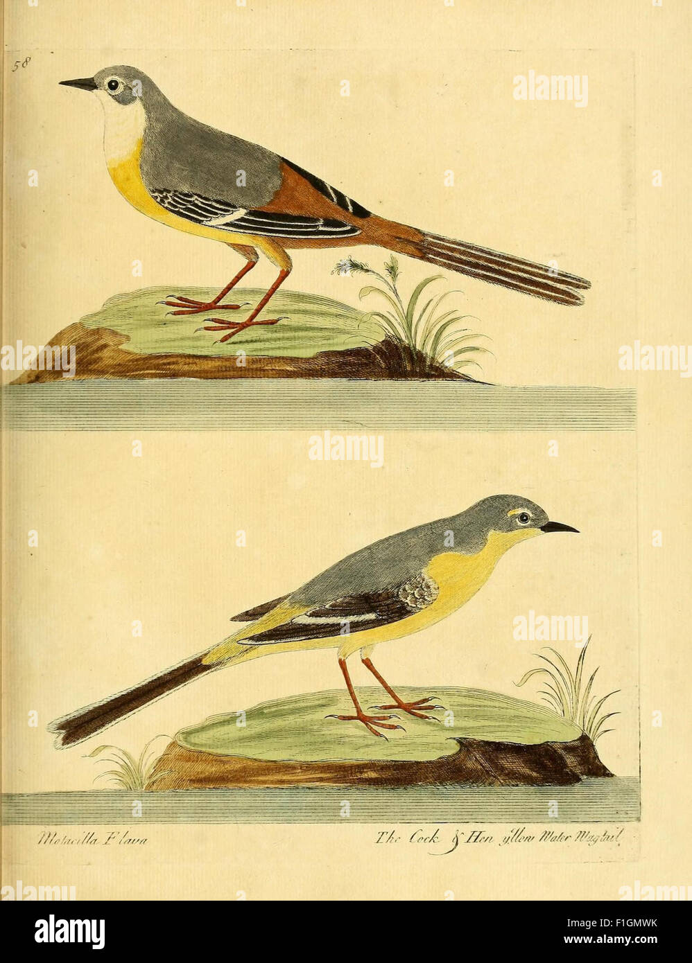 This edition (Numb. LVIII) of 'A Natural History of Birds' offers ...
