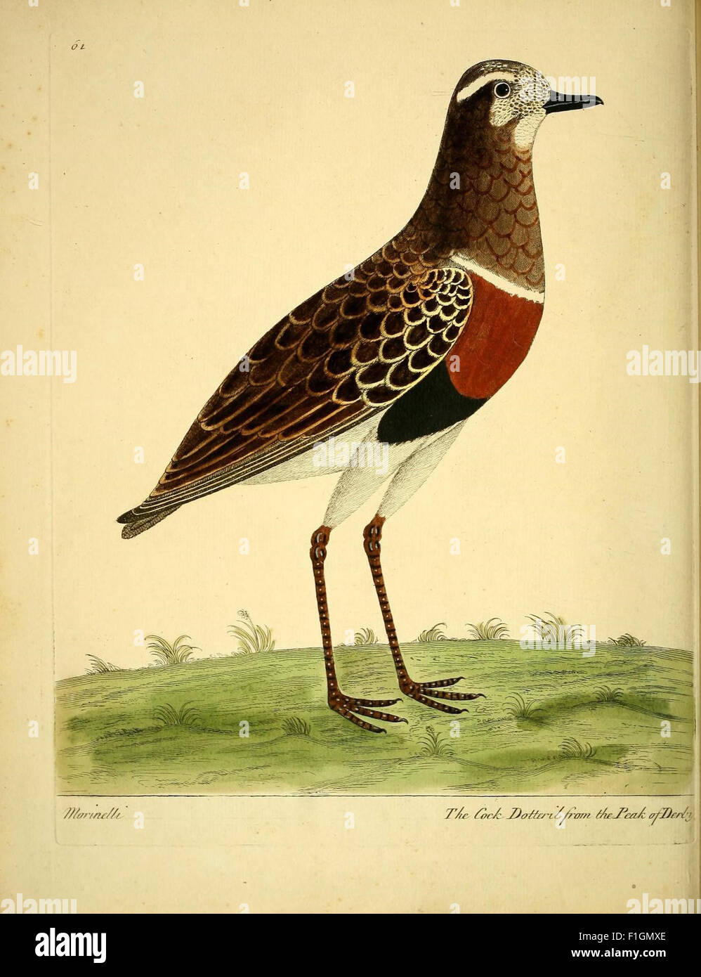 'A Natural History of Birds' (Numb. LXI) is part of an ongoing work ...