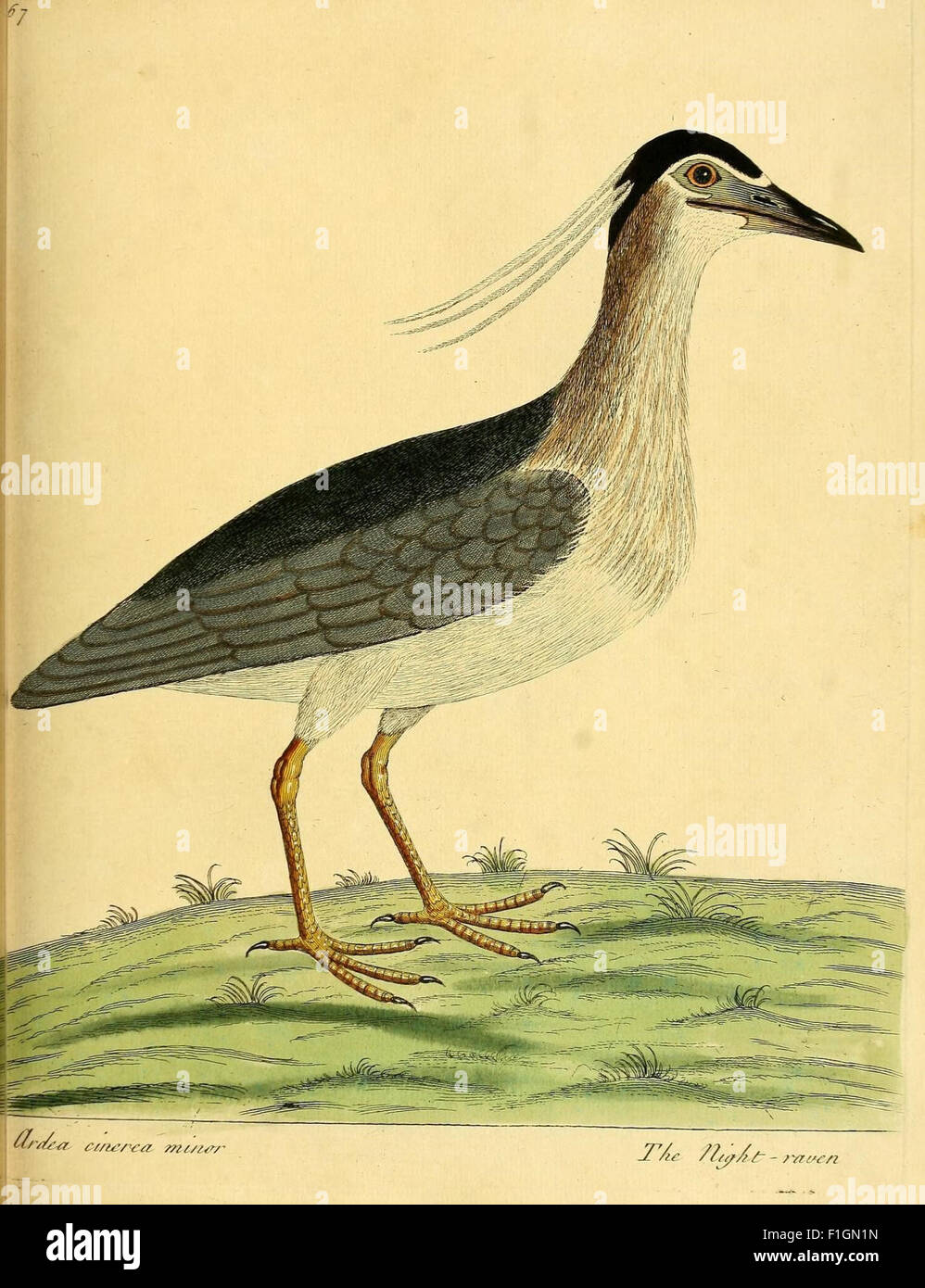 A natural history of birds (Numb. LXVII Stock Photo - Alamy