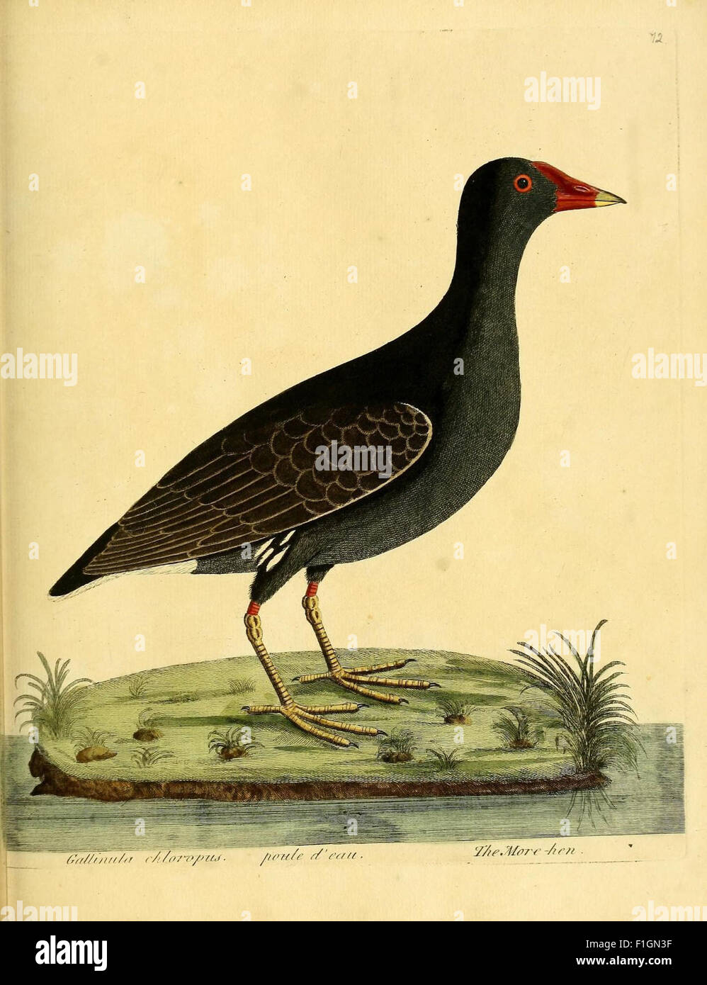 This 18th-century work on birds presents detailed illustrations and ...
