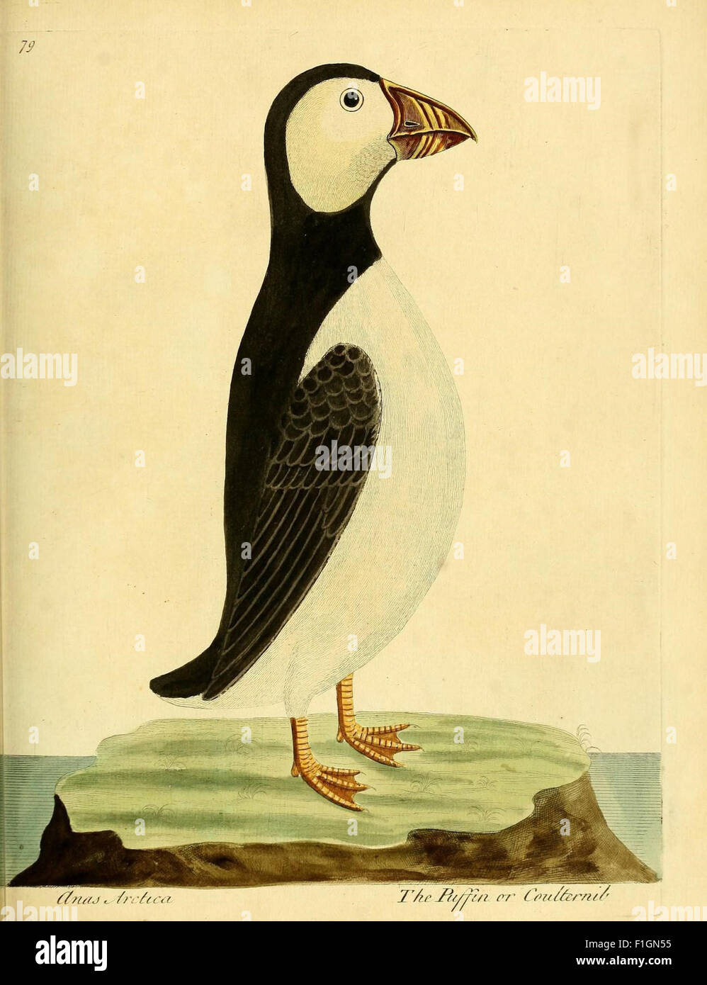 *A Natural History of Birds* (Numb. LXXIX) is a detailed study of bird ...