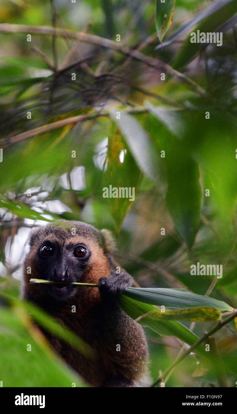 Hapalemur aureis- The golden bamboo lemur in Parc National de ...