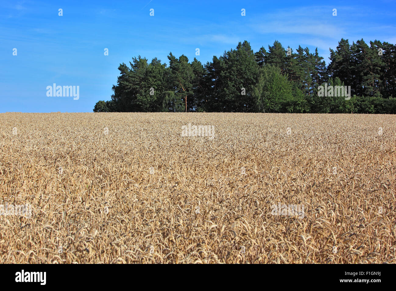 Ripe cornfields hi-res stock photography and images - Alamy