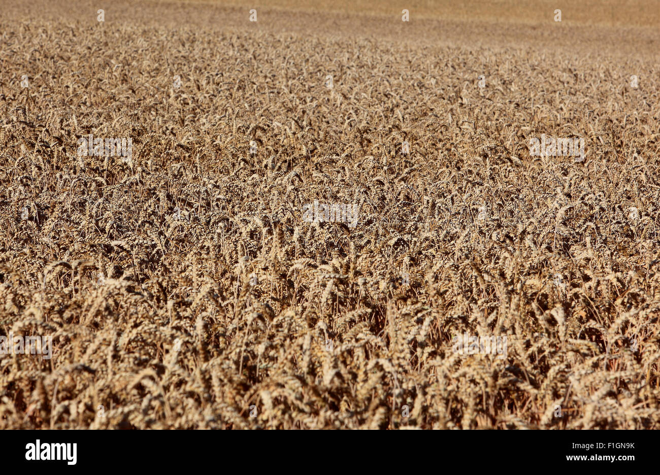 Ripe cornfields hi-res stock photography and images - Alamy