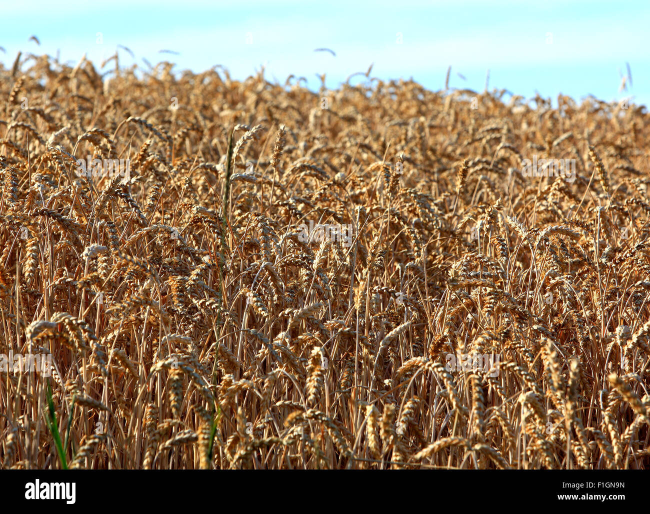 Corn wheat hi-res stock photography and images - Alamy