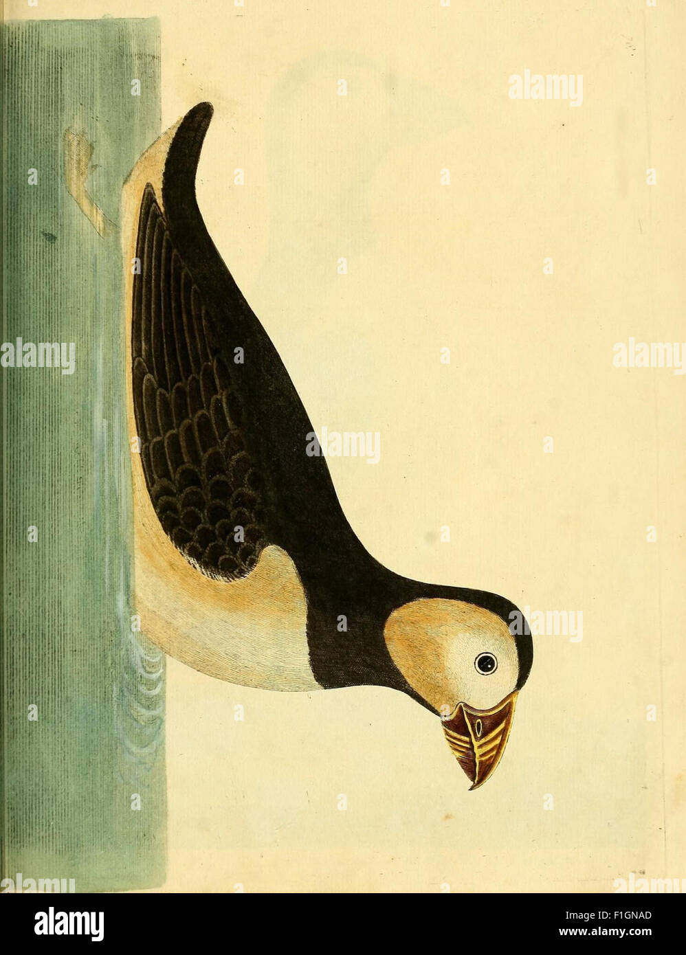 *A Natural History of Birds* (Numb. LXXVIII) is part of a comprehensive ...
