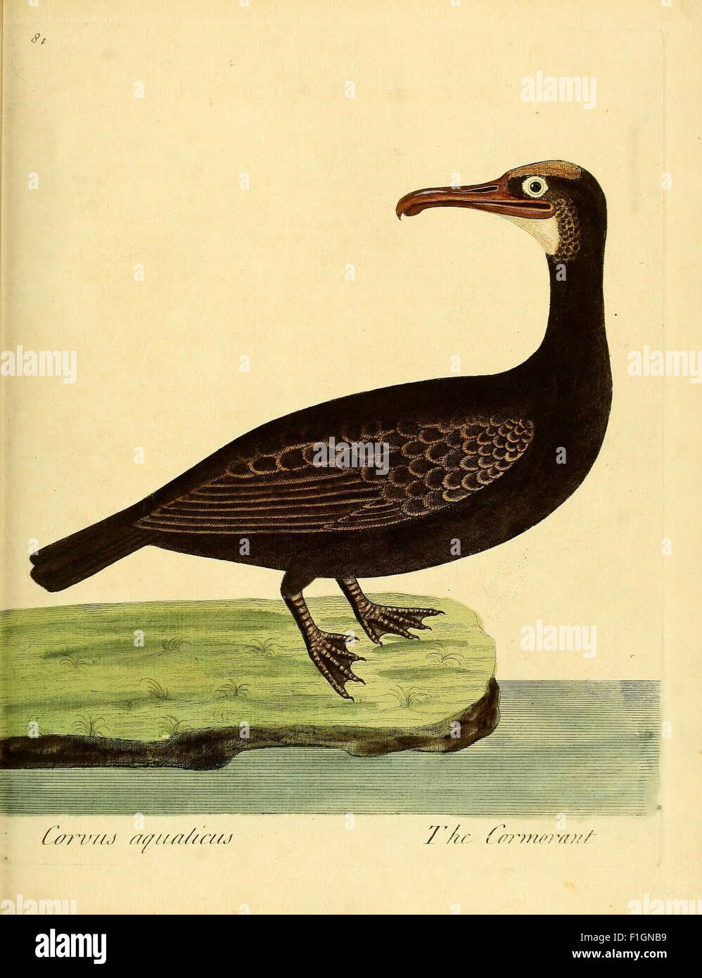 *A Natural History of Birds (Numb. LXXXI)* is a historic volume ...