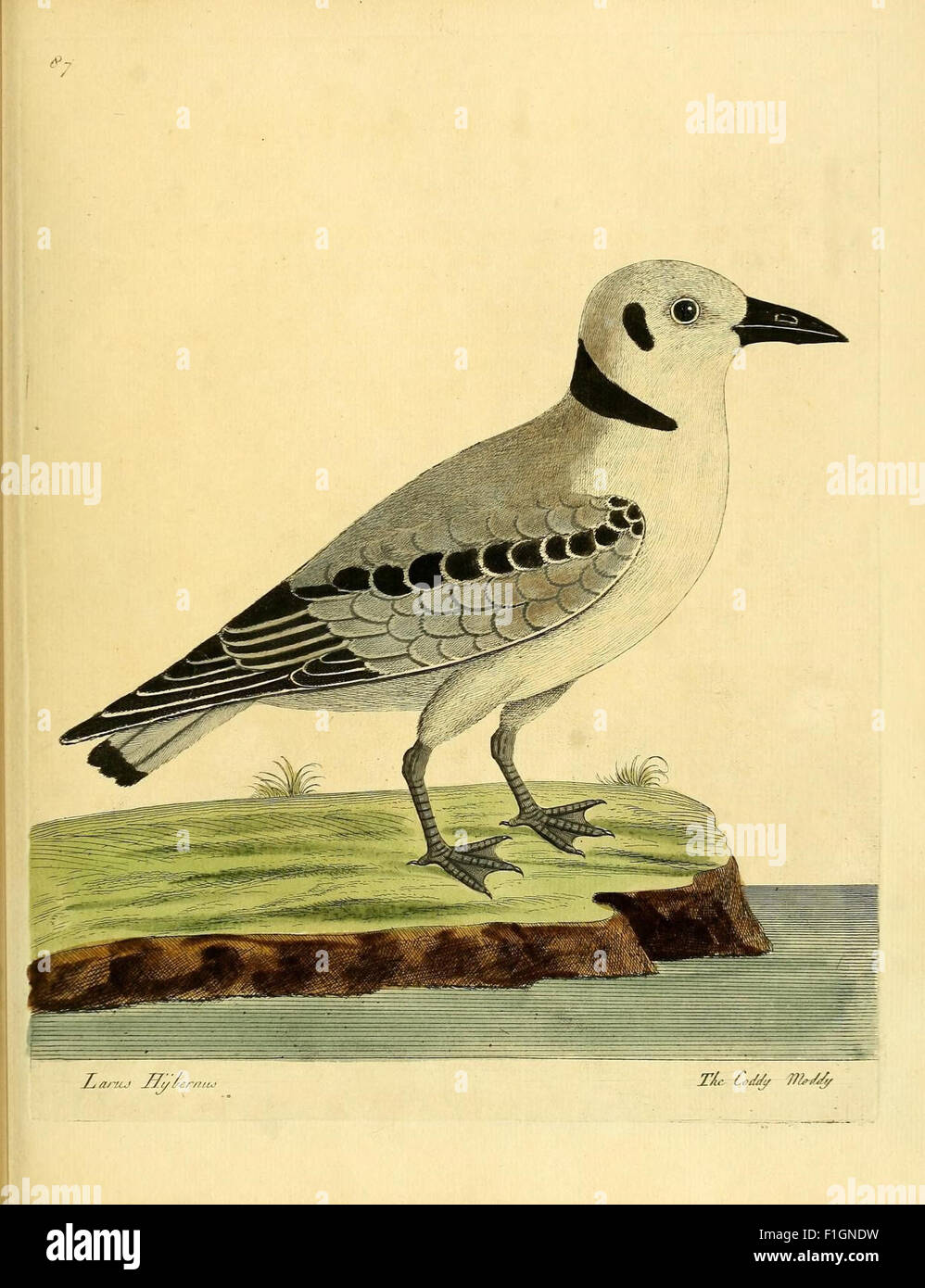 This work provides a natural history of birds, documenting species ...