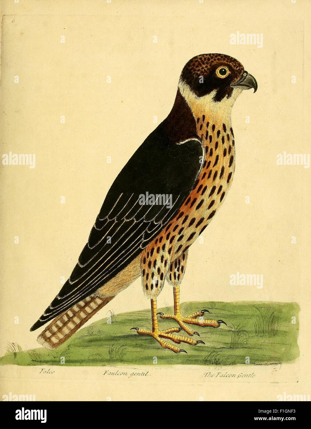 A natural history of birds (Numb. VI Stock Photo - Alamy