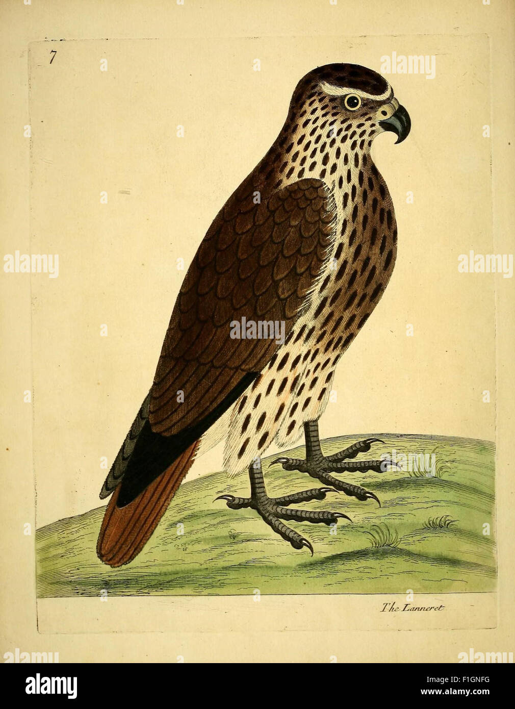 An illustration from 'A Natural History of Birds (Numb. VII),' a ...