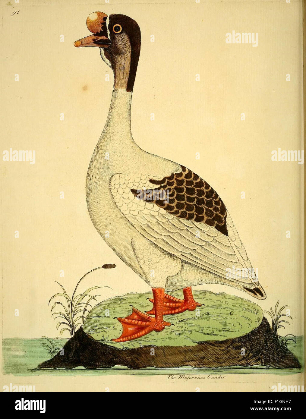 A natural history of birds (Numb. XCI Stock Photo - Alamy