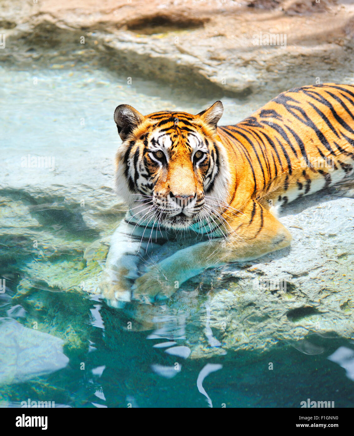 Picture of a bengal tiger near the water Stock Photo - Alamy