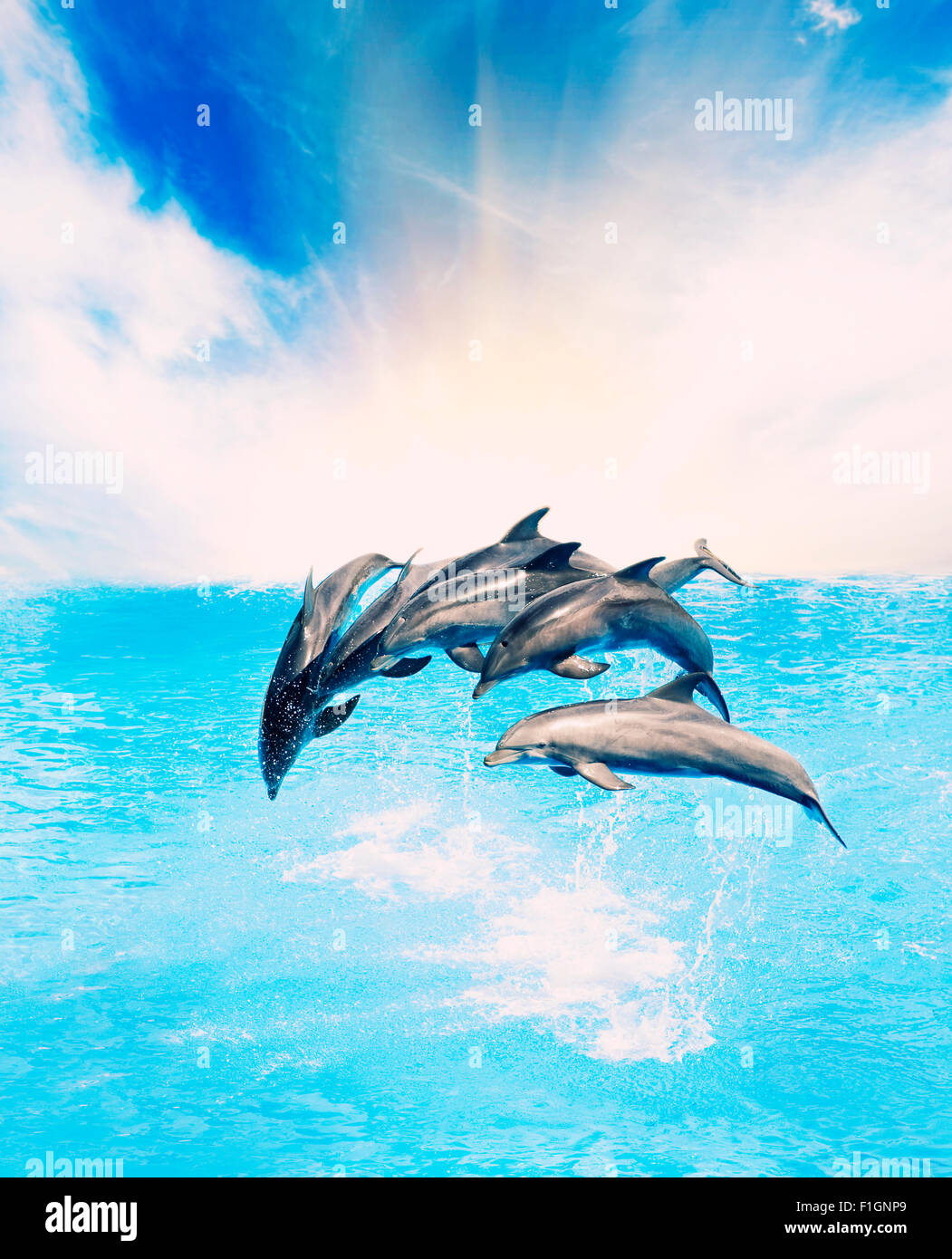 Group dolphins jumping hi-res stock photography and images - Alamy