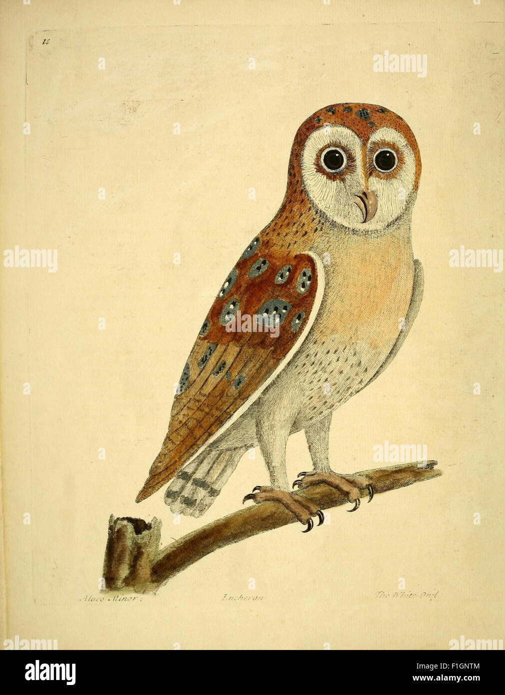 *A Natural History of Birds (Numb. XI)* focuses on the classification ...