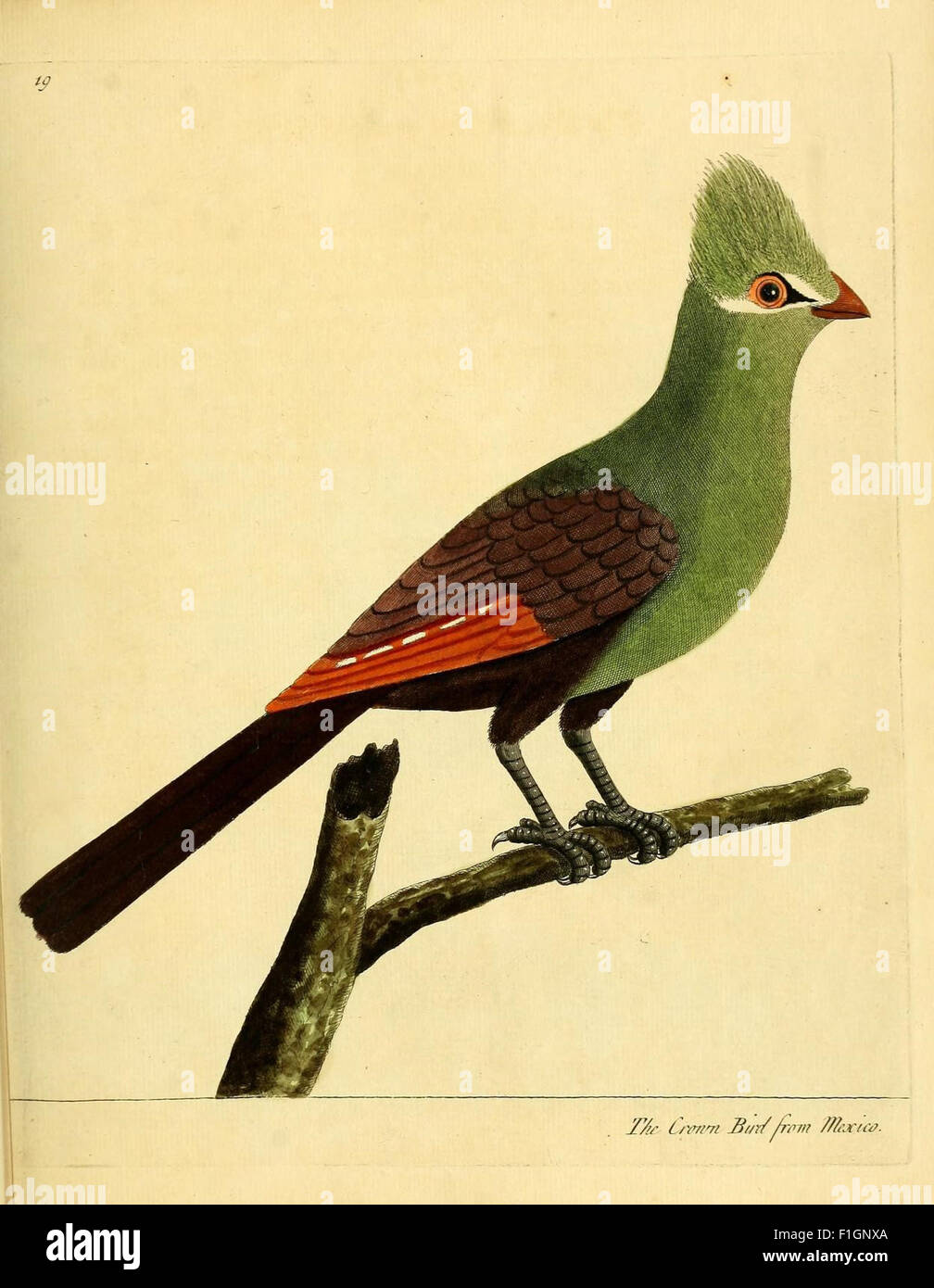 'A Natural History of Birds' (Numb. XIX) offers a detailed account of ...