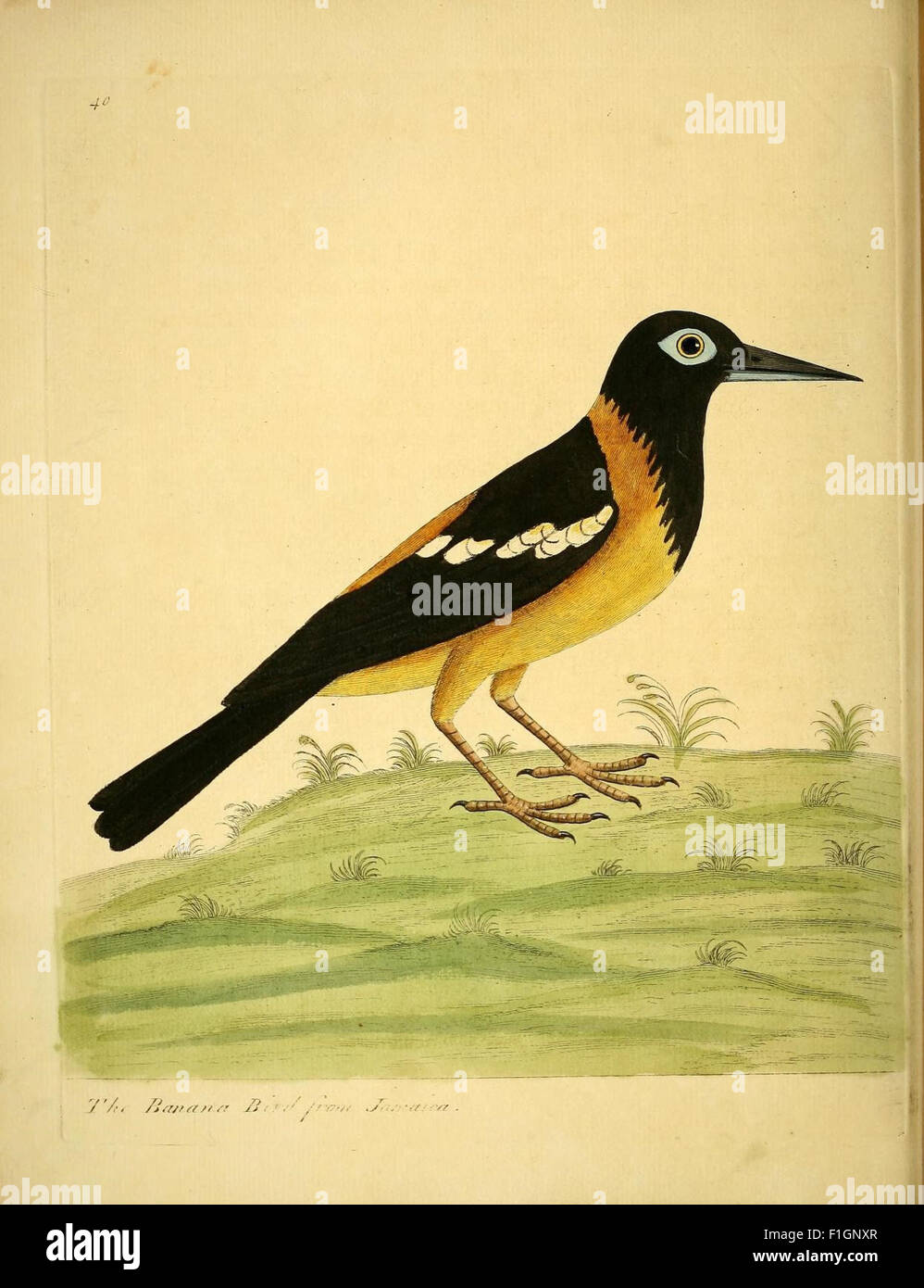A natural history of birds (Numb. XL Stock Photo - Alamy