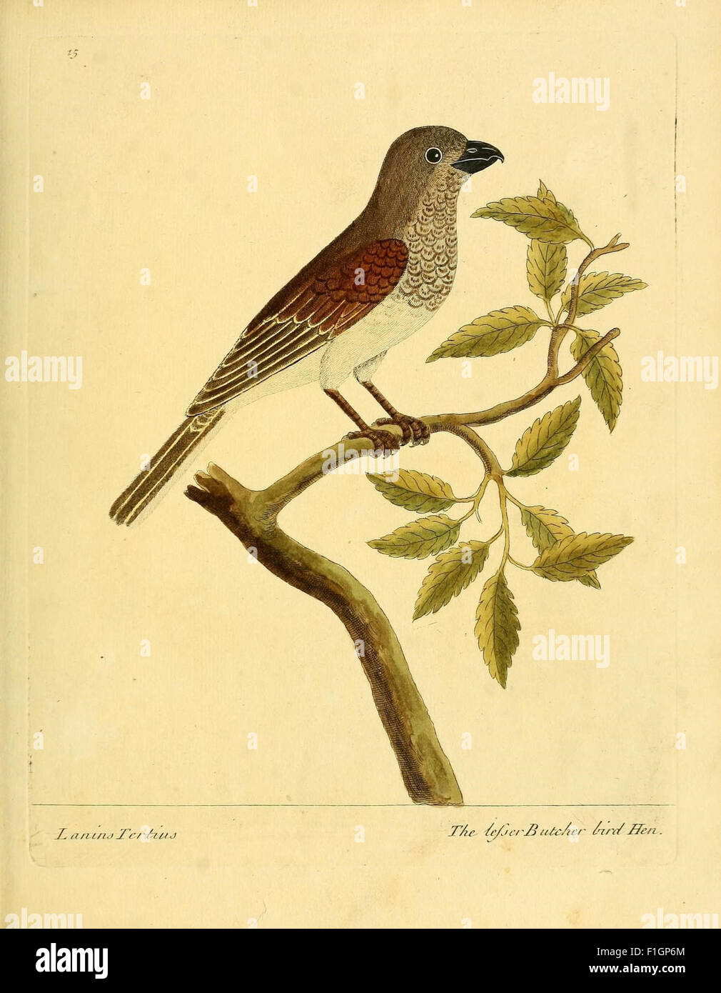 A natural history of birds (Numb. XV Stock Photo - Alamy