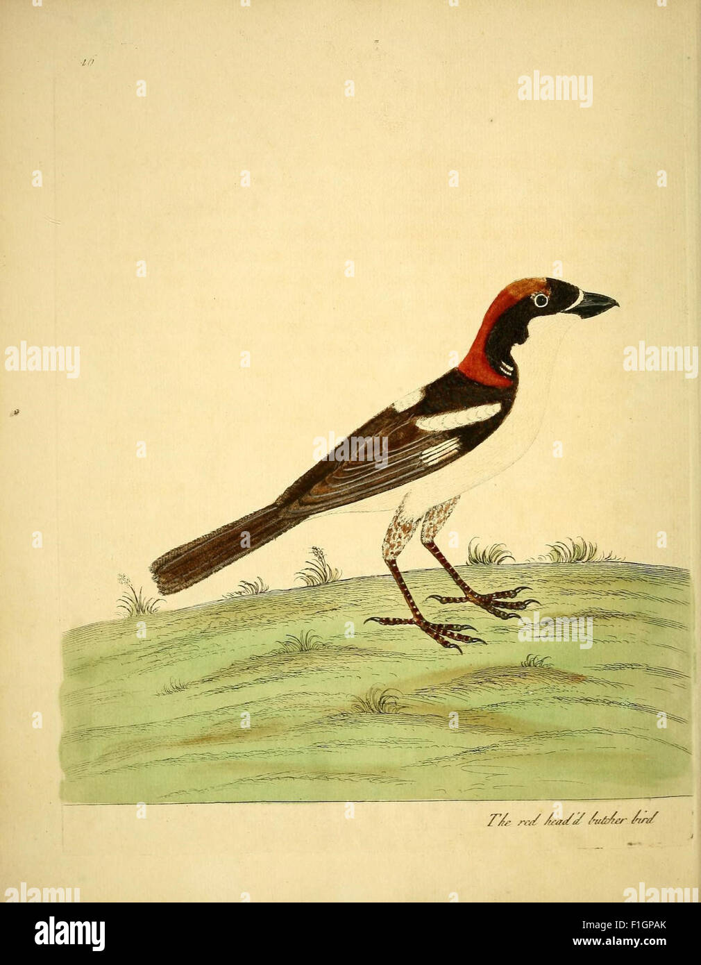 A Natural History of Birds (Numb. XVI) is a pioneering ornithological ...