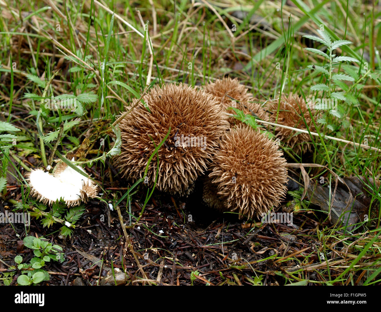 Lycoperdon echinatum, the Spiny Puffball mushroom, Dorset, UK Stock ...