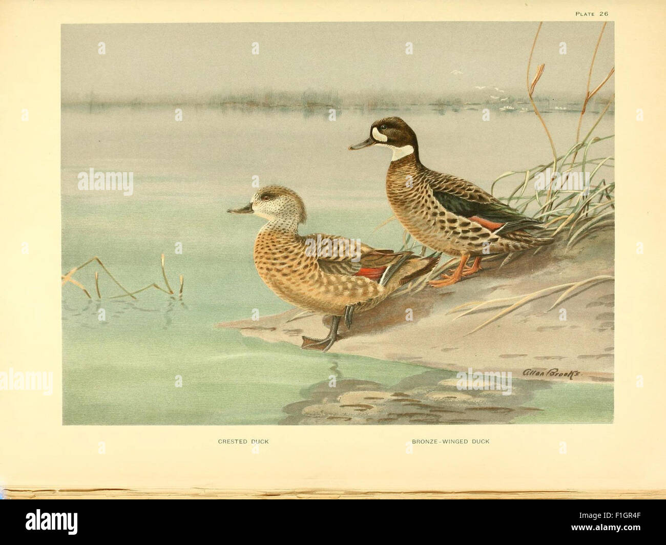 A natural history of the ducks Stock Photo - Alamy