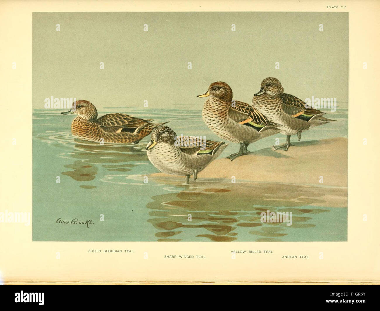 A natural history of the ducks Stock Photo - Alamy