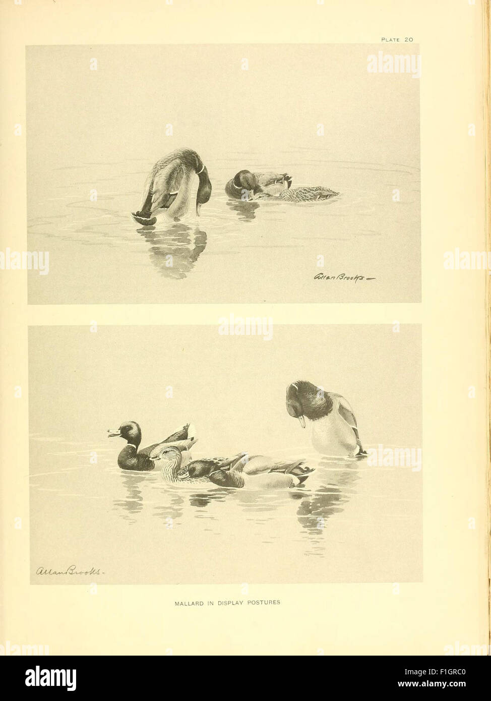 A natural history of the ducks Stock Photo - Alamy